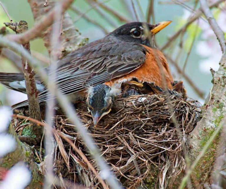 Grieving Gardener - Widows growing hope.